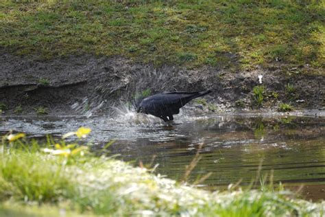 カラスの行水の写真素材 41件の無料イラスト画像 Adobe Stock