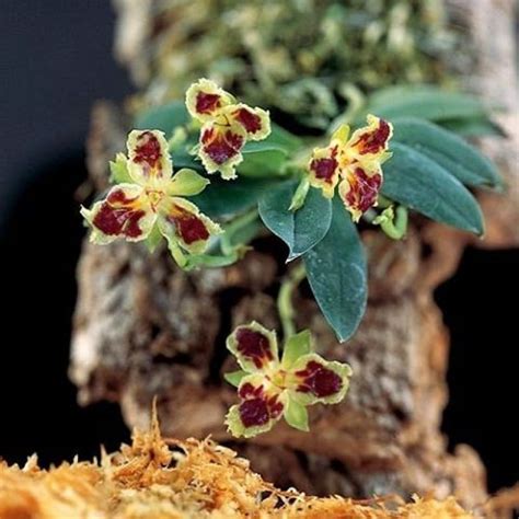 Haraella Retrocallatree Lip台灣香蘭 三唇瓣 蘭花植株 蝦皮購物