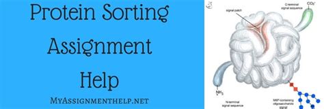 Protein Sorting Assignment Help Through Online Tutoring Sessions