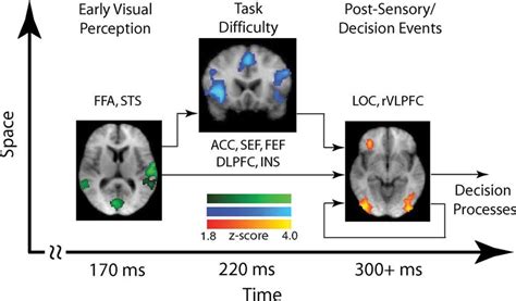 Spatiotemporal Processing Timing Diagram Resulting From An Eeg Informed Download Scientific