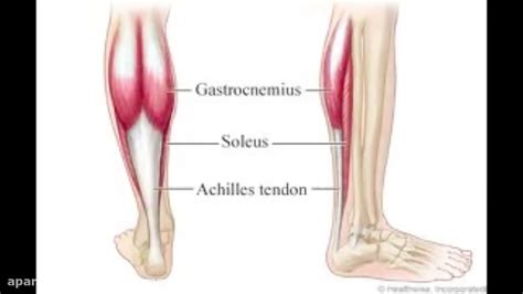How To Work Both Parts Of The Calves Gastrocnemius And Soleus