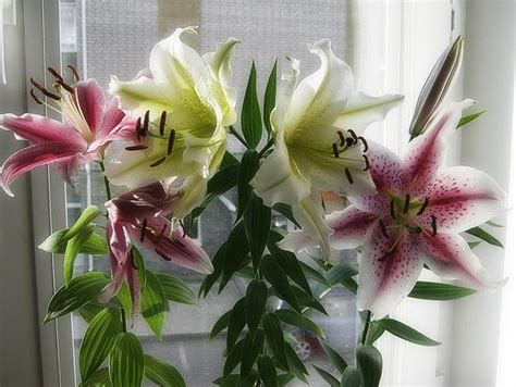 10 на най добрите цветя за подарък на жени за 8 март 2024