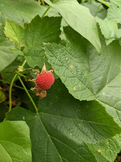 Thimbleberry Experimental Farm Network Seed Store