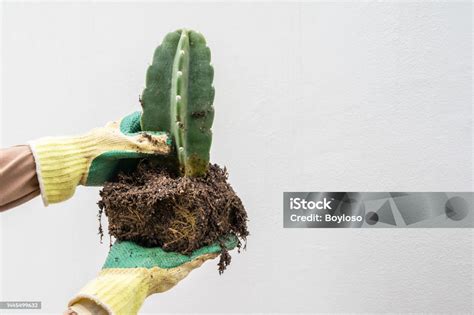 농부는 꽃밭에 심기 위해 그것을 파낸 후 Cereus Hildmannianus 선인장을 들고 보호 장갑을 낍니다 심기에 대한 스톡 사진 및 기타 이미지 Istock