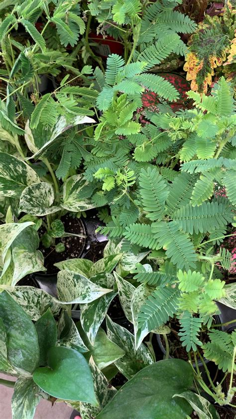 Sensitivity Plant Rgardening