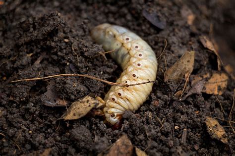 Grub 웜 또는 코뿔소 딱정벌레 농업 정원 가꾸기 농장 토양에서 성장 한다 벌레 곤충 음식으로 먹기 위한 그것은 단백질 식용의 좋은 소스입니다 환경과 환경에 대 한 개념