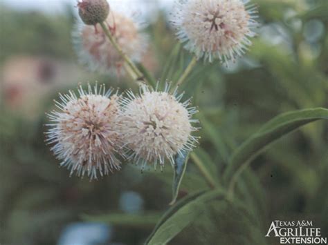 Plants Of Texas Rangelands Buttonbush