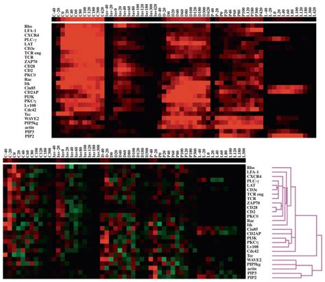 Cluster Analysis Of Spatiotemporal Patterning Cluster Analysis Of The