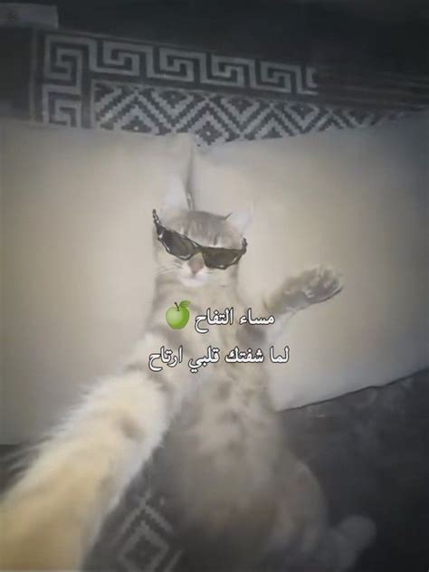 White Cat Wearing Sunglasses On Bed アイコンデザイン 恋愛に関する名言 アプリアイコンのデザイン