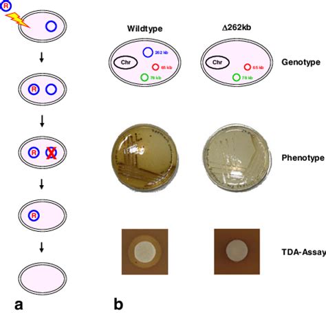 Plasmid Curing In The Roseobacter Clade A Schematic Schedule Of The Download Scientific