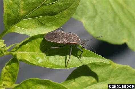 Western Conenose Bug Kissing Bug Usu Extension