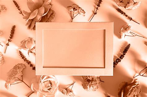 올해의 색상 2025 모카 무스 흰색 또는 분홍색 배경에 분홍색 꽃의 꽃 프레임 데이지 장미 머리 프레임 디자인 빈 공간 로맨틱한 인사말 카드의 템플릿입니다 0명에 대한