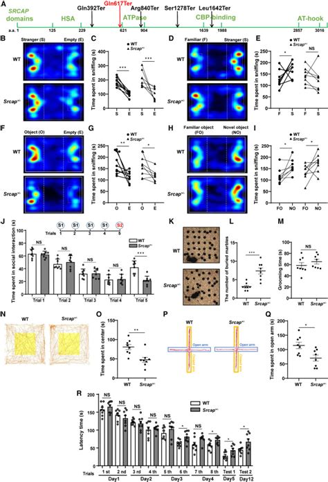 Srcap Haploinsufficiency Induced Autistic Like Behaviors In Mice