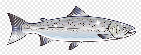 연어 그래픽 일러스트 물고기 신경계 해양 포유류 사진 Png Pngegg
