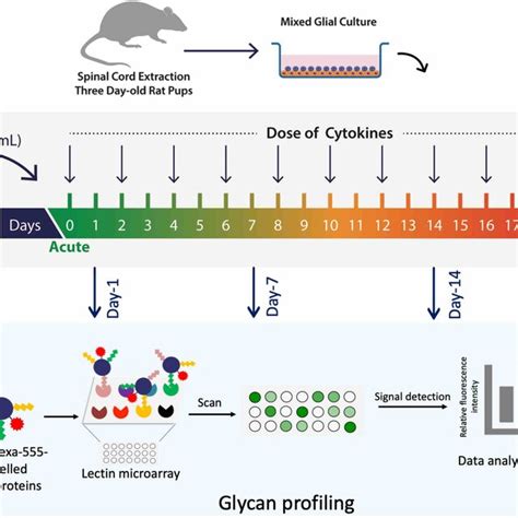 Workflow Describing Steps Involved In The Lectin Microarray Mgcs Were Download Scientific