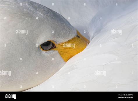 A White Swan In Close Up Curls And Places Beak Under Wing To Rest So