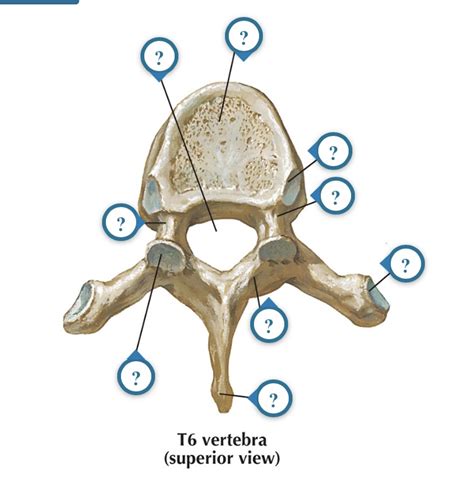 Thoracic Vertebrae T6 Superior View Diagram Quizlet