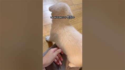 아기 강아지가 원하는 것 더빙농장 강아지 레브라도리트리버 아기 알고리즘 추천추천추천 더빙 Youtube