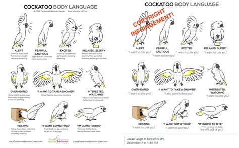 Cockatoo Vocalizations At Alexis Kevin Blog