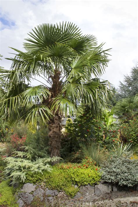 Windmill Palm Tree Root System