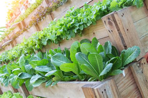 수경 시스템에 녹색 성장 재배 신선한 야채 버터 머리 레드 오크 잎 상 추 0명에 대한 스톡 사진 및 기타 이미지 0명 건강한 생활방식 건강한 식생활 Istock