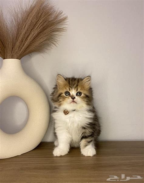 هاف بيكي هجين سكوتش للبيع موقع حراج