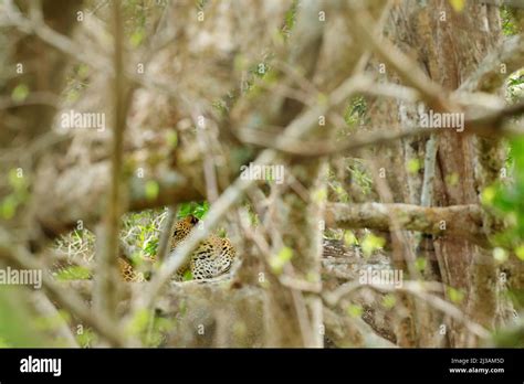 Sri Lankan Leopard Panthera Pardus Kotiya Big Spotted Cat Lying On The Tree In The Nature