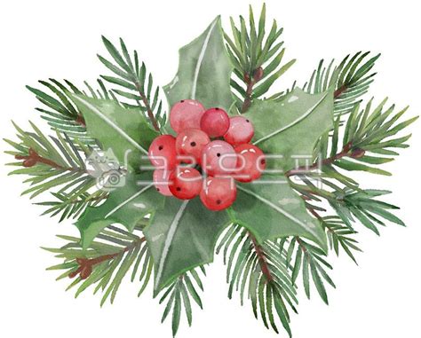 빨강 크리스마스열매 수채화솔방울 호랑가시나무 빨간열매나무 사진이미지일러스트캘리그라피 Ok디자인작가