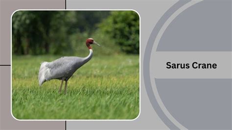 15 Types Of Crane Birds Identification With Pictures
