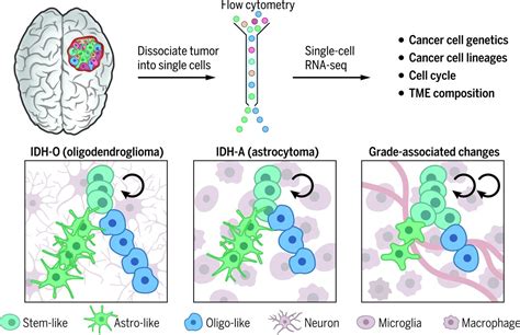 Single Cell Rna Seq Of Idh Mutant Gliomas Reveals Tumor Architecture