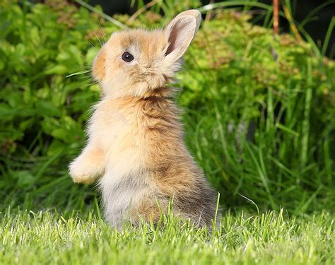 Brown Bunnies