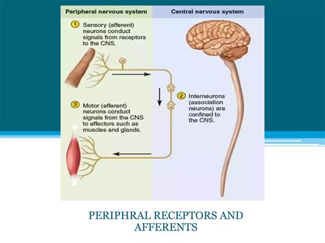 Neural Control Of Locomotion Pptx