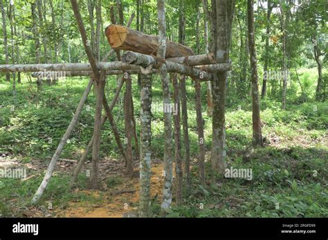 Front View Of A Jack Tree Stem On A Scaffolding Made From Joining Front View Of A Jack Tree Stem On A Scaffolding Made From Joining