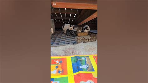 길고양이 집만들기 Youtube