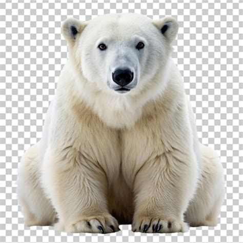 Polar Bear Front View Psd High Quality Free Psd Templates For Download