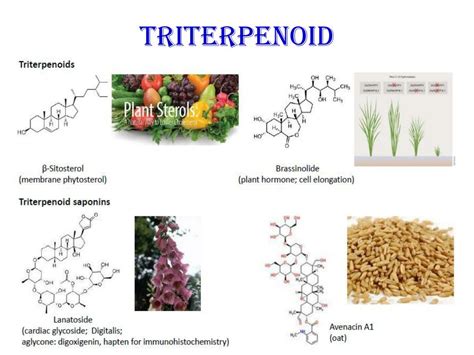 Ppt T Erpenoid Powerpoint Presentation Free Download Id 3669017