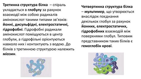 Презентація з теми БІЛКИ