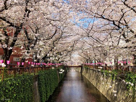 Spring In Tokyo Cherry Blossom Walk And Hanami Experience Klook Hong Kong