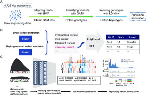 Workflow Of Variant Annotation A Identification Of Genotypes And