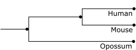 Tree Topologies A Node Rooted B Edge Rooted The Stems Illustrate Download Scientific