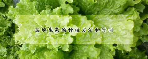 玻璃生菜的种植方法和时间 发财农业网