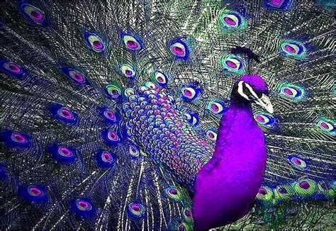 Purple Peacock Background Beautiful Peacock Clipart Hd Png Beautiful