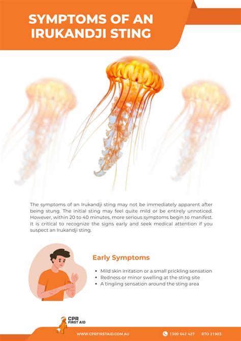 Irukandji The Tiny But Deadly Jellyfish You Need To Know About Cpr