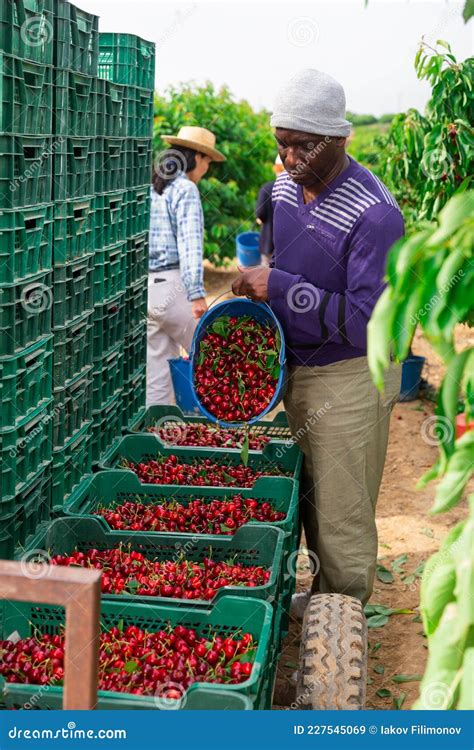 People With Cherry Crates Stock Image Image Of Plantation 227545069