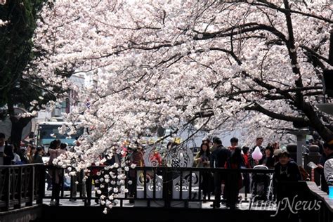 30일 오후 창원시 진해구 경화천 벚꽃 오마이포토
