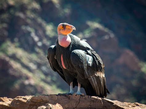 33 Birds Of Prey In California With Pictures And Identification