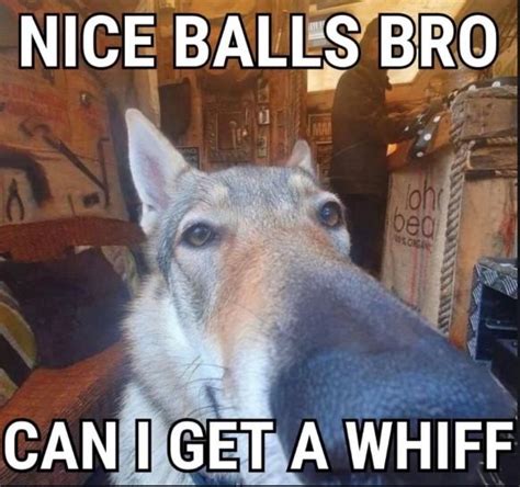 Nice Balls Bro Can I Get A Whiff Nice Balls Bro Know Your Meme