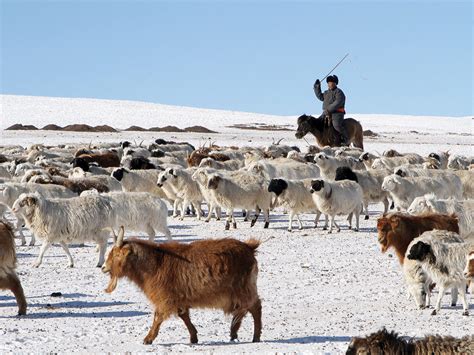 Малдаа яваад сураггүй алга болсон хөгжлийн бэрхшээлтэй иргэнийг эсэн мэнд олжээ Isee Mn