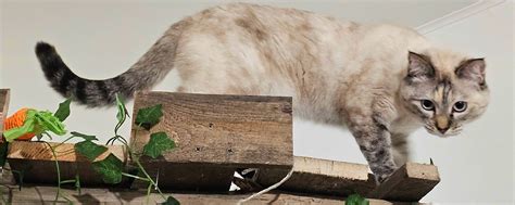 КЭТВУДС домики для кошек Екатеринбург Доступное жильё всем 2025 ВКонтакте