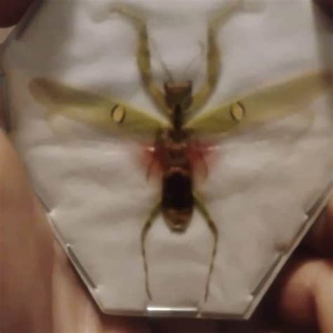 Assorted Bugs Insects Specimen Wholesale Mix Lot Bulk Etsy